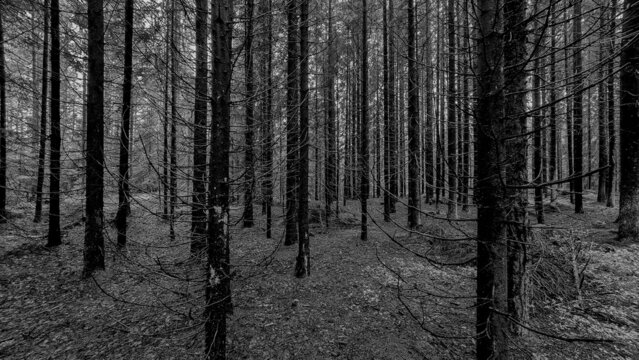 Bnw Bilder Bläddra Bland 4814 Stockfoton Vektorer Och Videor Adobe Stock