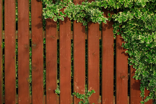 Entwined Images – Browse 12,629 Stock Photos, Vectors, and Video ...