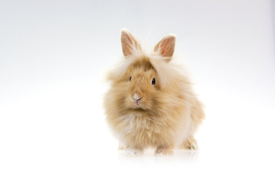 Miniaturka Images – Browse 191 Stock Photos, Vectors, and Video | Adobe ...