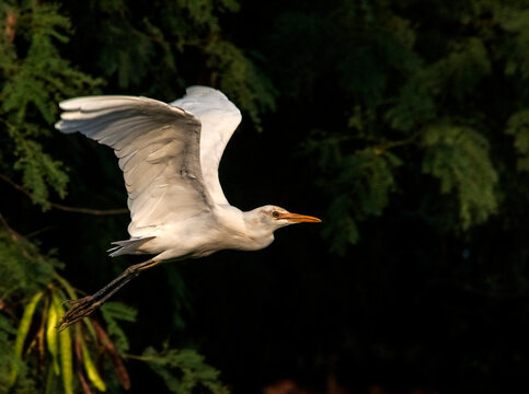 「Erget」の写真素材 | 112件の無料イラスト画像 | Adobe Stock
