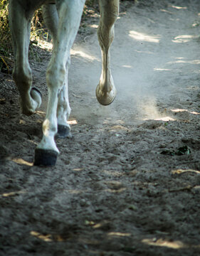 รูปภาพHoof-Mark – เลือกดูภาพถ่ายสต็อก เวกเตอร์ และวิดีโอ180 | Adobe Stock