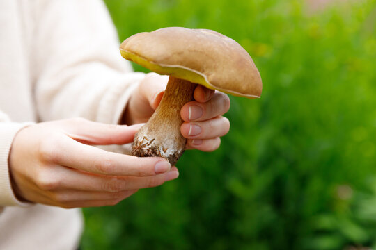 Wald-Champignon Bilder – Durchsuchen 2,964 Archivfotos, Vektorgrafiken ...