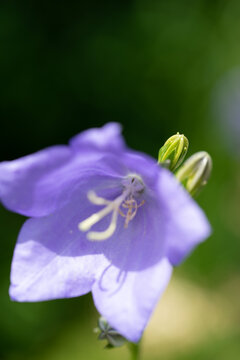 Lilane-Bilder: Stock-Fotos & -Videos. | Adobe Stock