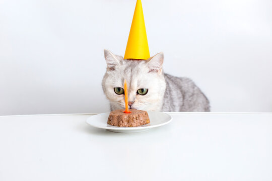 Cat Eating Cake