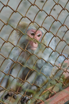 Hurt Zoo Animal Bilder – Durchsuchen 979 Archivfotos, Vektorgrafiken ...