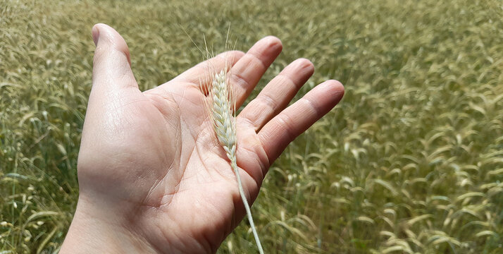 "Spiga Di Grano" Images – Browse 522 Stock Photos, Vectors, and Video ...