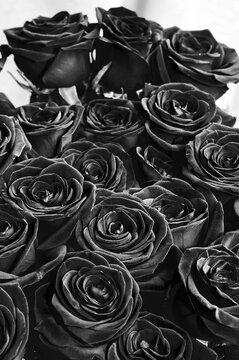 Black Roses Tumblr Photography