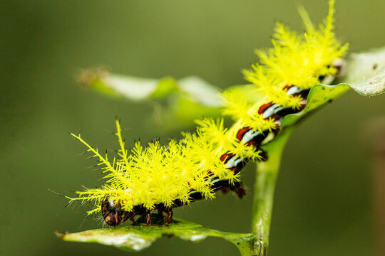 Mandruvá Imagens – Procure 18 fotos, vetores e vídeos | Adobe Stock