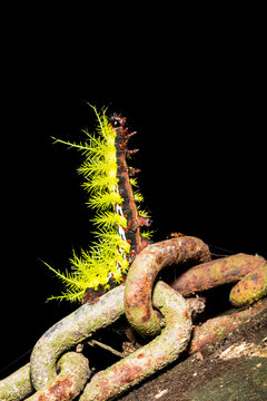 Mandruvá Imagens – Procure 18 fotos, vetores e vídeos | Adobe Stock