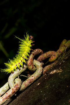 Mandruvá Imagens – Procure 18 fotos, vetores e vídeos | Adobe Stock