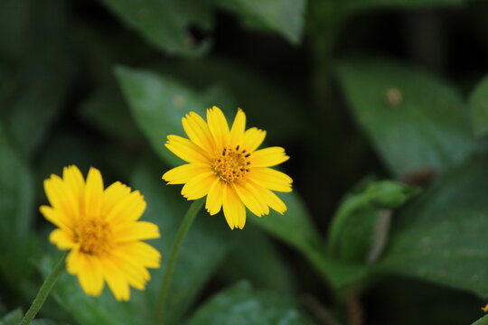 「Ramtil」の画像 - 443 件の Stock 写真、ベクターおよびビデオ | Adobe Stock