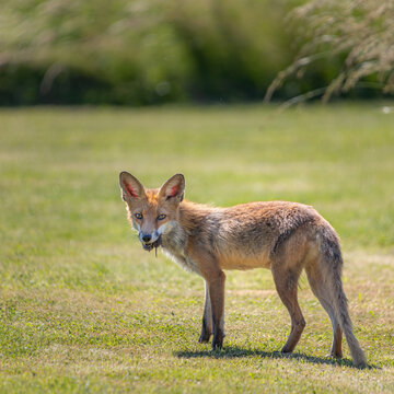 รูปภาพ"Fuchs – เลือกดูภาพถ่ายสต็อก เวกเตอร์ และวิดีโอ18,937 | Adobe Stock