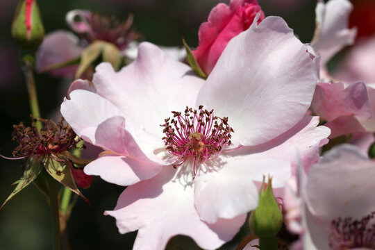 Bess Bilder – Durchsuchen 1,054 Archivfotos, Vektorgrafiken und Videos ...