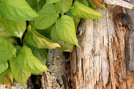 Entwined Images – Browse 12,842 Stock Photos, Vectors, and Video ...