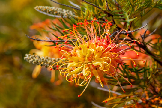 "Toothbrush Plant" Images – Browse 3,286 Stock Photos, Vectors, and ...