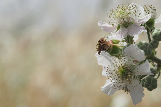 「Pistilli」の写真素材 | 1,417件の無料イラスト画像 | Adobe Stock