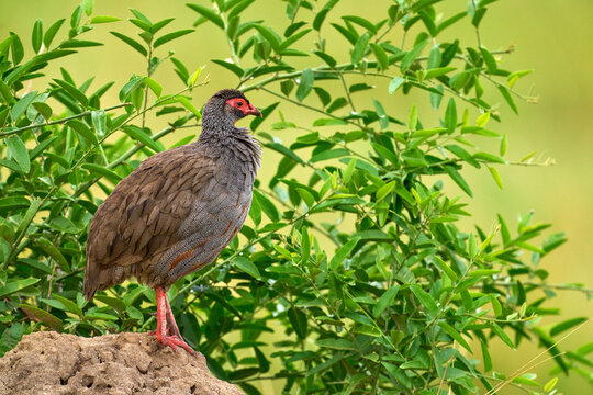 รูปภาพChikwari – เลือกดูภาพถ่ายสต็อก เวกเตอร์ และวิดีโอ309 | Adobe Stock