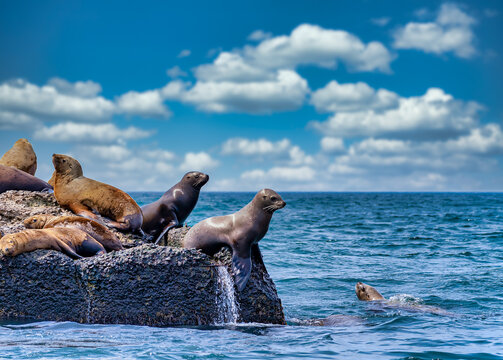 Seerobbe Bilder – Durchsuchen 28,001 Archivfotos, Vektorgrafiken und ...