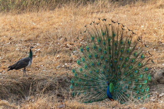 รูปภาพWooing – เลือกดูภาพถ่ายสต็อก เวกเตอร์ และวิดีโอ46,063 | Adobe Stock