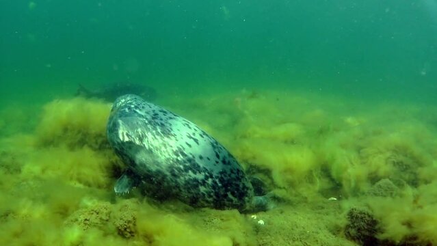 "Grey Seal" Images – Browse 14,402 Stock Photos, Vectors, and Video ...