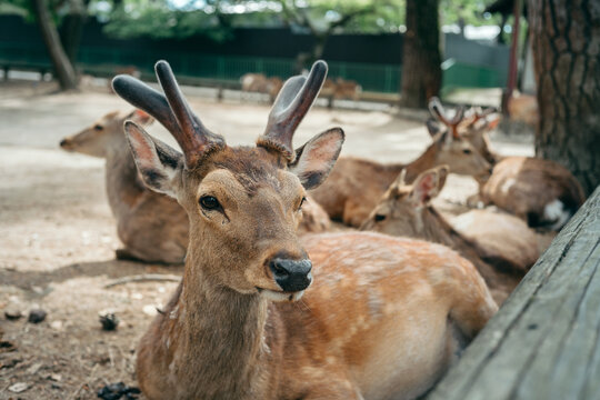 インパラ Images – Browse 540 Stock Photos, Vectors, and Video | Adobe Stock