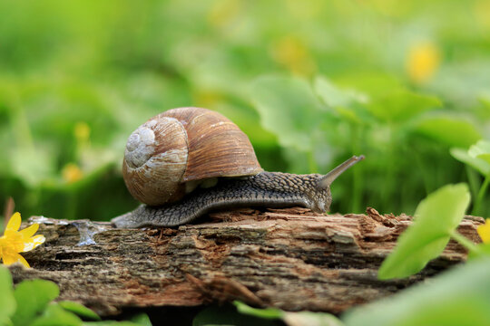 Pulmonata Bilder – Durchsuchen 2,835 Archivfotos, Vektorgrafiken und ...