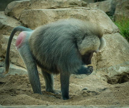 Rotarschpavian-Bilder: Stock-Fotos & -Videos. | Adobe Stock