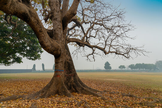 "Kolkata Maidan" Images – Browse 116 Stock Photos, Vectors, and Video ...