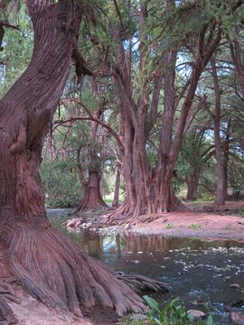 Ahuehuete Bilder – Durchsuchen 239 Archivfotos, Vektorgrafiken und ...