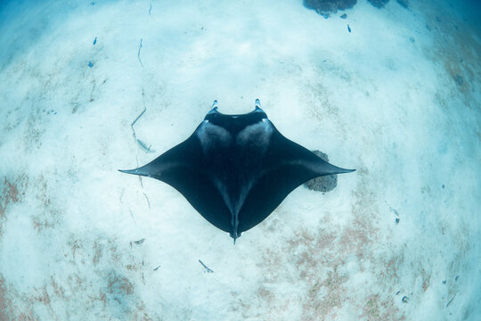 รูปภาพMantaray – เลือกดูภาพถ่ายสต็อก เวกเตอร์ และวิดีโอ785 | Adobe Stock