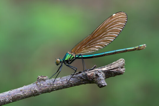 รูปภาพOdonate – เลือกดูภาพถ่ายสต็อก เวกเตอร์ และวิดีโอ47,478 | Adobe Stock