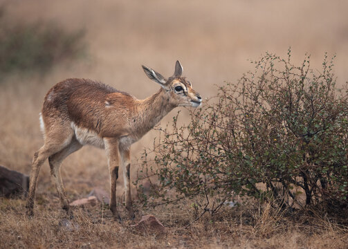 Chinkara Bilder – Durchsuchen 238 Archivfotos, Vektorgrafiken und ...