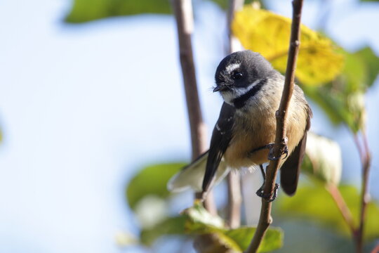 "New Zealand Fantail" Images – Browse 294 Stock Photos, Vectors, and ...