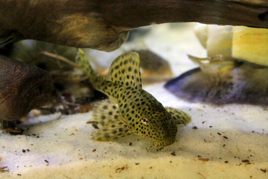 รูปภาพPleco – เลือกดูภาพถ่ายสต็อก เวกเตอร์ และวิดีโอ786 | Adobe Stock