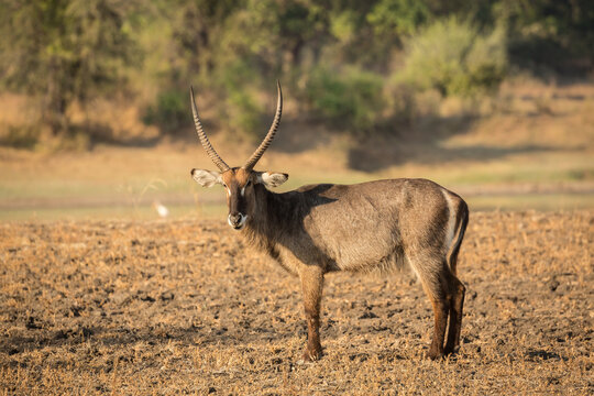 Waterbok Bilder – Durchsuchen 10,505 Archivfotos, Vektorgrafiken und ...
