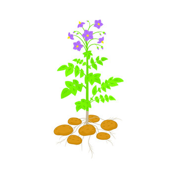 Tree Roots Infographic Images – Browse 6,112 Stock Photos, Vectors, and ...