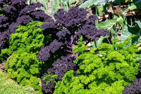 Dzu-Teh Images – Browse 1,064 Stock Photos, Vectors, and Video | Adobe ...