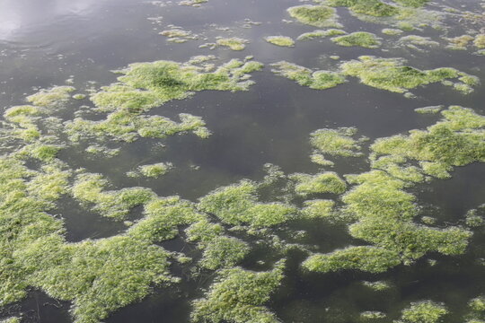 Hypertrophication bilder – Bläddra bland 2,495 stockfoton, vektorer och ...