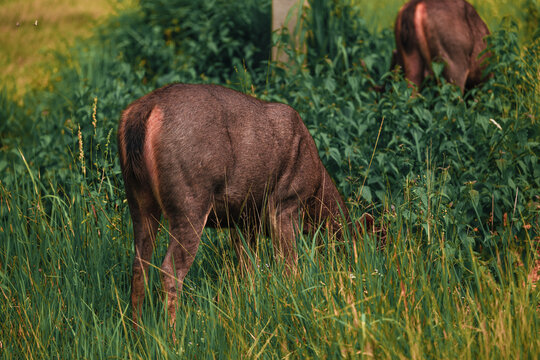 Mamme Bilder – Durchsuchen 524 Archivfotos, Vektorgrafiken und Videos ...