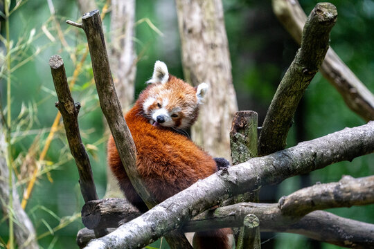 Pandanut Bilder – Durchsuchen 271 Archivfotos, Vektorgrafiken und ...
