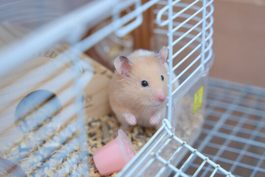 Teddyhamster Bilder – Durchsuchen 4,457 Archivfotos, Vektorgrafiken und ...
