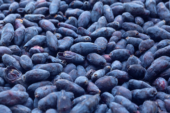 Kinnip bilder – Bläddra bland 3,220 stockfoton, vektorer och videor ...