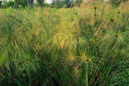 "Paper Reed" Images – Browse 3,383 Stock Photos, Vectors, and Video ...