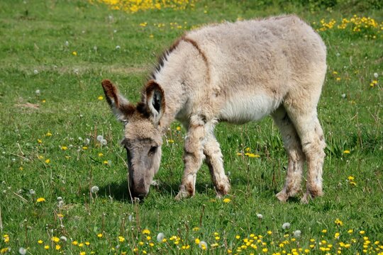 "Catalan Donkey" Bilder – Durchsuchen 83 Archivfotos, Vektorgrafiken ...
