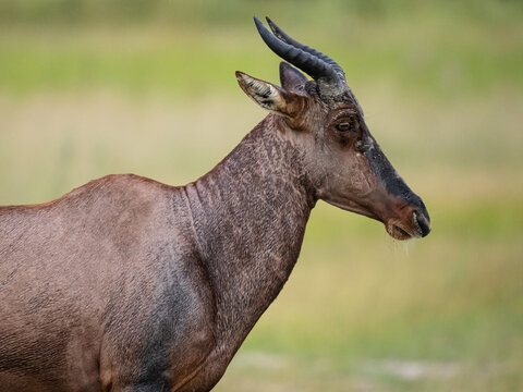 "Common Tsessebe" Images – Browse 1,190 Stock Photos, Vectors, and ...