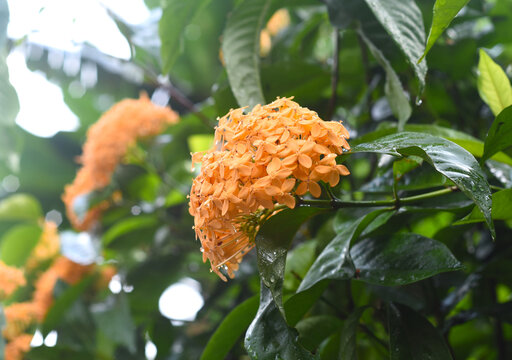 「Viruchi」の画像 - 167 件の Stock 写真、ベクターおよびビデオ | Adobe Stock