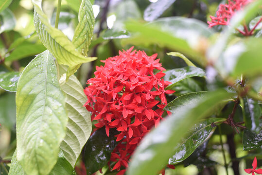 「Viruchi」の画像 - 167 件の Stock 写真、ベクターおよびビデオ | Adobe Stock