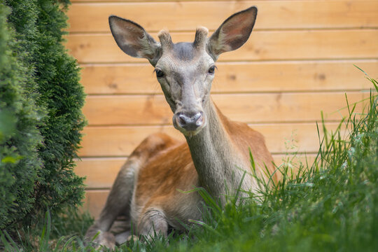 Patrzy bilder – Bläddra bland 1,915 stockfoton, vektorer och videor ...