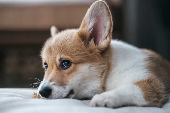 รูปภาพCorgy – เลือกดูภาพถ่ายสต็อก เวกเตอร์ และวิดีโอ276 | Adobe Stock