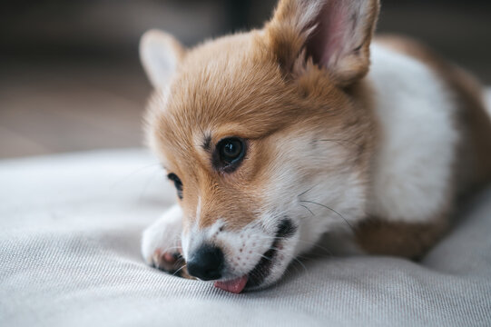 Imagens de Corgy – Explore Fotografias do Stock, Vetores e Vídeos de ...